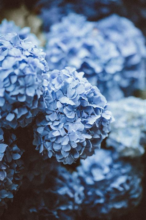 Light Blue Flower Wallpapers Top Free Light Blue Flower Backgrounds