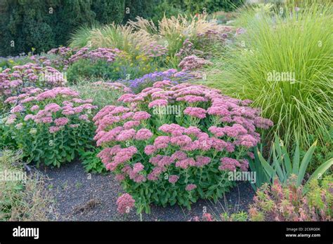 Sedum Autumn Joy
