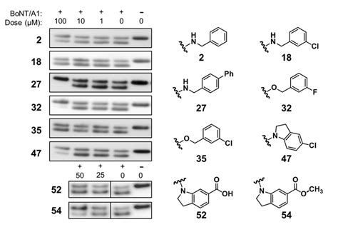Cellular Evaluation Of Ppo Inhibitors Western Blots Are Representative Download Scientific