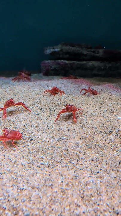 Tuna Crab 🦀 At Monterey Bay Aquarium Youtube