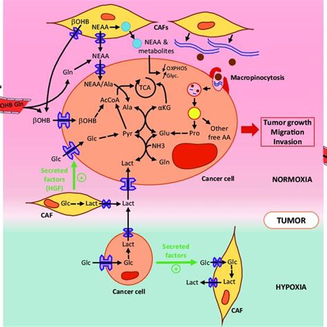 PDF Influence Of The Tumor Microenvironment On Cancer Cells Metabolic Reprogramming