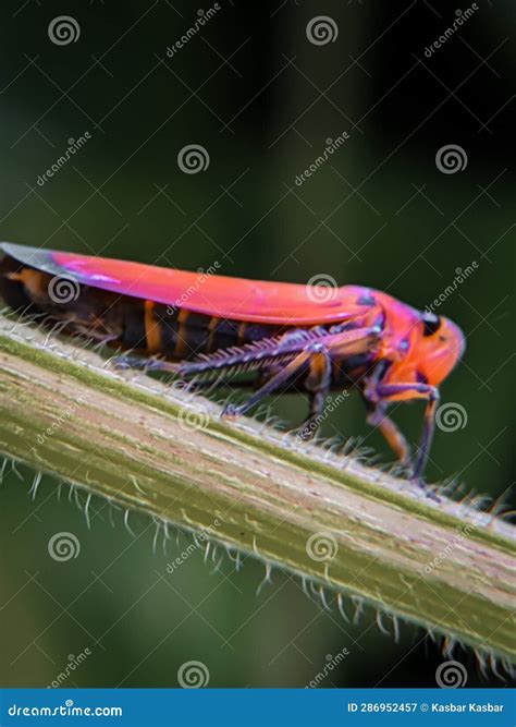 Red Leafhoppers Standing On Green Grass Stock Image Image Of