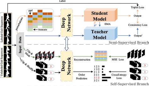 Ssgait Enhancing Gait Recognition Via Semi Supervised Self Supervised