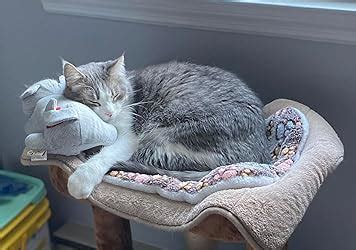 Amazon Com AFP Heartbeat Cat Calming Toy Heartbeat Kitty Toys Stuffed Plush Warm Toys For Cats