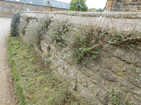 Tonys Blog Pellitory Of The Wall