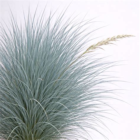Helictotrichon Sempervirens Blue Oat Grass {1 Gallon Pot} Classy