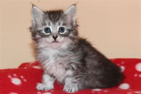 Kocięta Miot M Mars Pretty Siberian