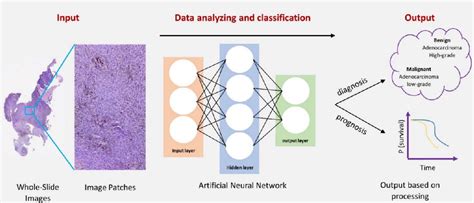 Figure 1 From Deep Learning Approaches In Histopathology Semantic Scholar