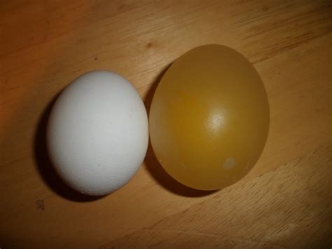 Naked Egg Experiment Side By Side Comparison