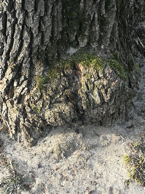 Tree Looking Thicc Rdontputyourdickinthat