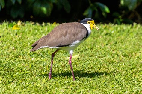 Brisbane Queensland Australias Wonderful Birds