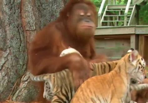 27 сентября в России отмечается — День воспитателя и всех дошкольных работников Coub