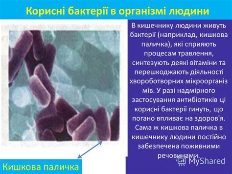Презентация на тему презентація Бактерії корисні та шкідливі