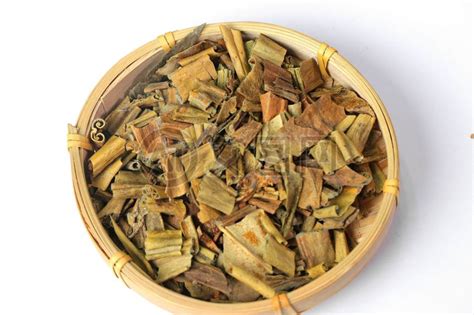 石韦高清图片中药材素材图片中药材大全高清图片素材