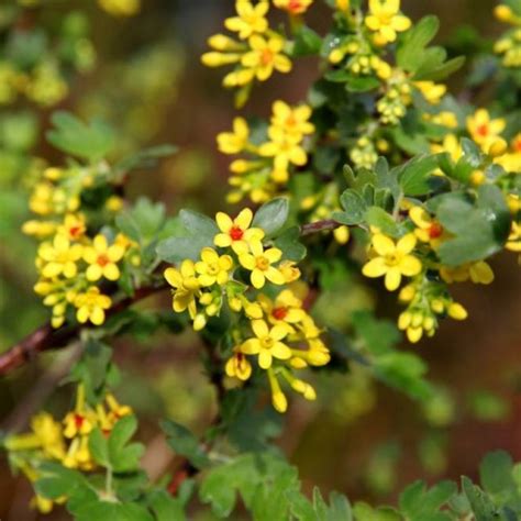 Купить Смородина декоративная (Ribes) с доставкой почтой в интернет ...