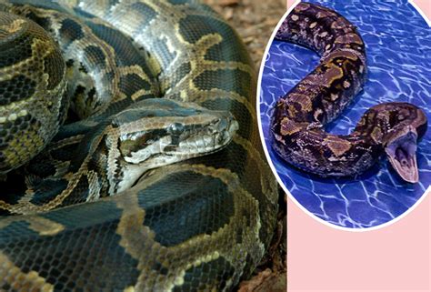 Missing Mother Of 4 Found Dead Inside Pythons Belly Perez Hilton