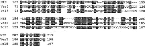 Comparison Of The C Terminal Segment Of The Recombinant Nie Aad46493