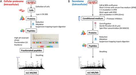 Schematic Workflow For The Quantification Of Cellular Proteome A And Download Scientific