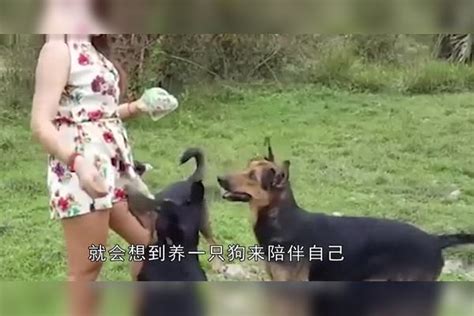 为什么越来越多的单身女孩，都喜欢养狗？原来是因为这个原因女孩单身原因