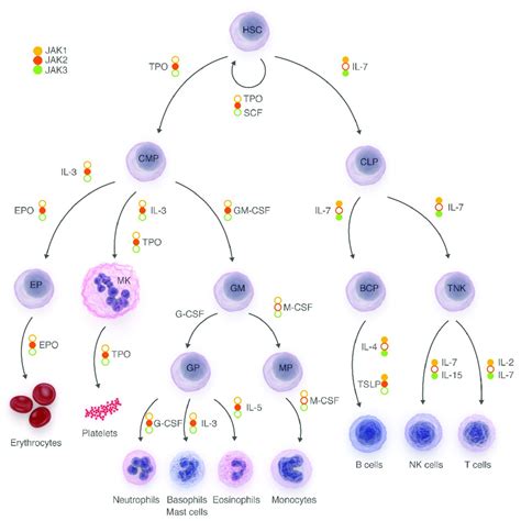 Types Of Hematological Malignancies At Sara Gardner Blog