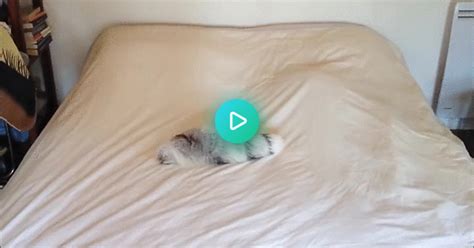 Sneak Attack On Imgur Sneak Attack On Imgur