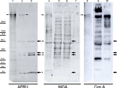 Western Blot And Lectin Binding Analysis Of Sco Extract Of E13 Chick