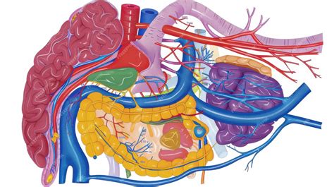A Detailed Illustration Of The Digestive Systems Accessory Organs