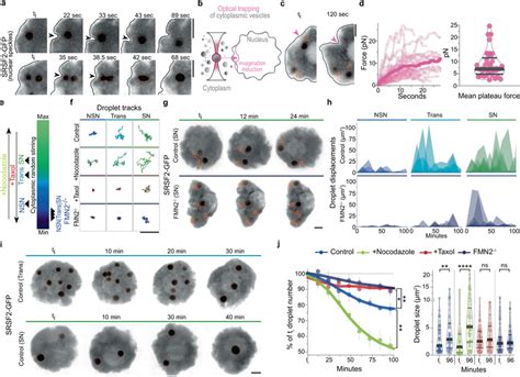Cytoplasmic Forces Drive Mesoscale Condensate Collision Coalescence In Download Scientific