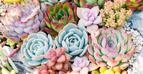 Planta Suculenta Fáciles 10 Plantas Suculentas Muy Fáciles De Cuidar