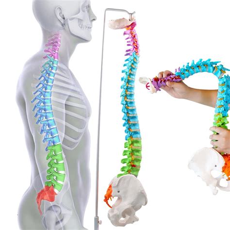 Buy UIGJIOG Life Size Human Spine Model Educational Model Spinal Cord Anatomy Model Colored