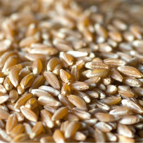 Зерно Пшеницы Фото Крупный План — Картинки фотографии