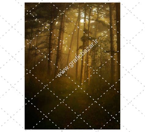 دانلود عکس با کیفیت جنگل تاریک گرافیک بازار