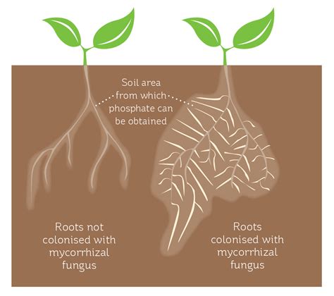 Uptake By Plants Phosphorus Advice Ballance