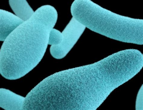 Types Of Pathogens And Their Unique Characteristics