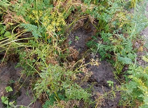 Burkāniem Melnē Laksti Kas Pie Tā Vainīgs Un Kā Pasargāt Ražu Lalv