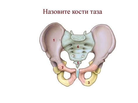 Анатомо функциональные особенности скелета верхних и нижних конечностей презентация онлайн