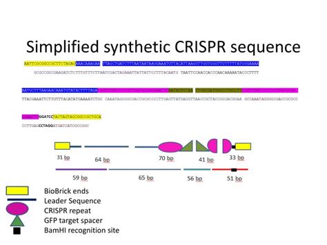 Ppt Crispr System Powerpoint Presentation Id2056531