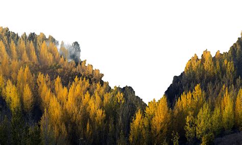 Forest Background Png