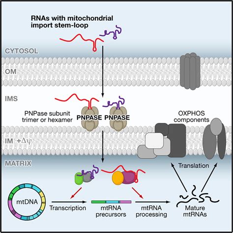 Pnpase Regulates Rna Import Into Mitochondria Cell