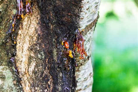 Cherry Tree Oozing Sap From Wounds Or Canker Process Known As Gummosis Stock Photo Image Of