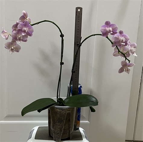 Барын чих цэцгийн онлайн дэлгүүр Эмэгтэйчүүдийн төгс төгөлдрийн бэлгэдэл цэцэг ЦАХИРМАА