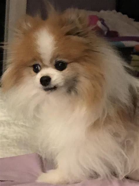 My Pom Honey Rpomeranians