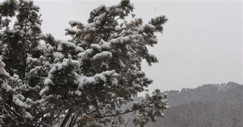 하얀 옷을 입은 소나무