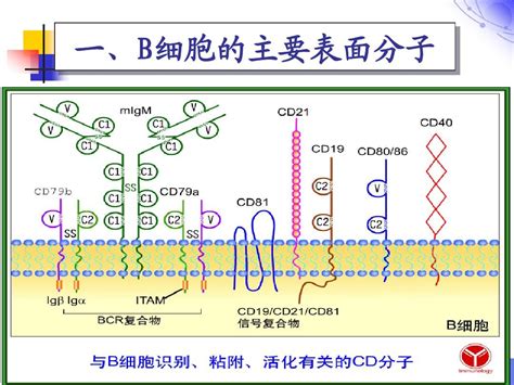 医学免疫学课件 word文档在线阅读与下载 无忧文档