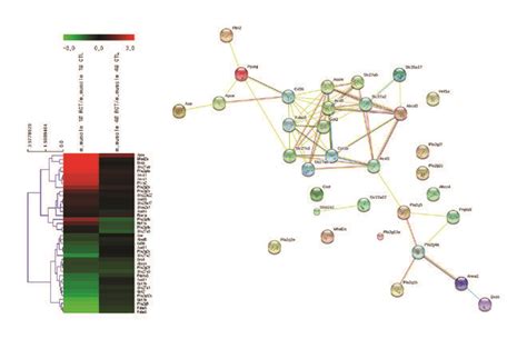 Differential Expression Patterns In Hierarchical Clustering And The