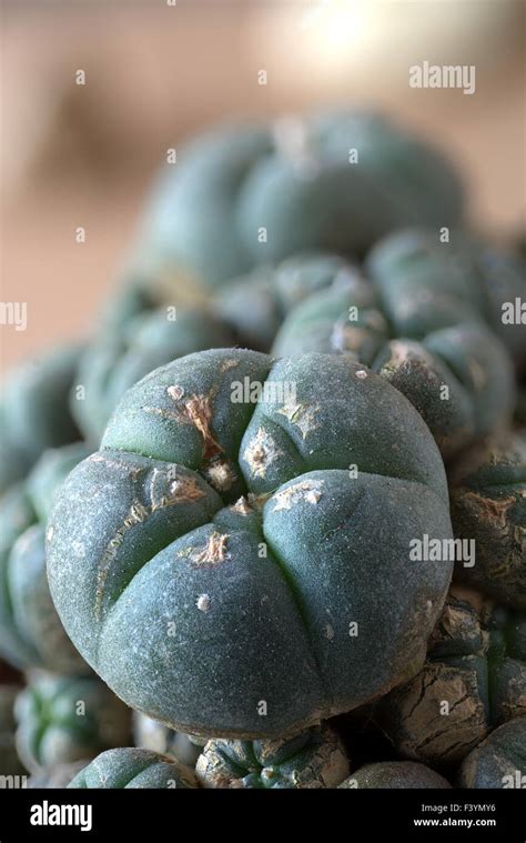 Peyote Cactus Lophophora Williamsii Fotos Und Bildmaterial In Hoher