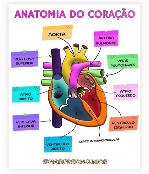 Anatomia Do Coração Anatomia I