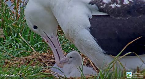 Royal Albatross Chick Returned To Nest After Hatching In Incubator Cornell Lab Bird Cams