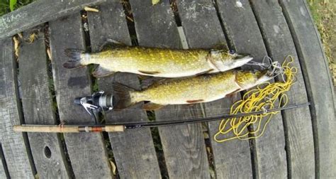 Babītes Ezers Līdakas Tīkli Un Skrotis Laivā Ar Spiningu Pēc Trofejas