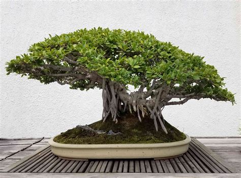 9 Species Of Fig Trees For Indoor And Outdoor Gardening